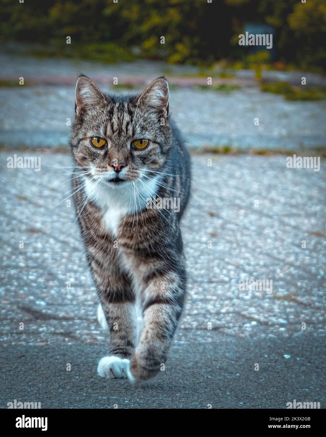 Street cat walk hi-res stock photography and images - Alamy