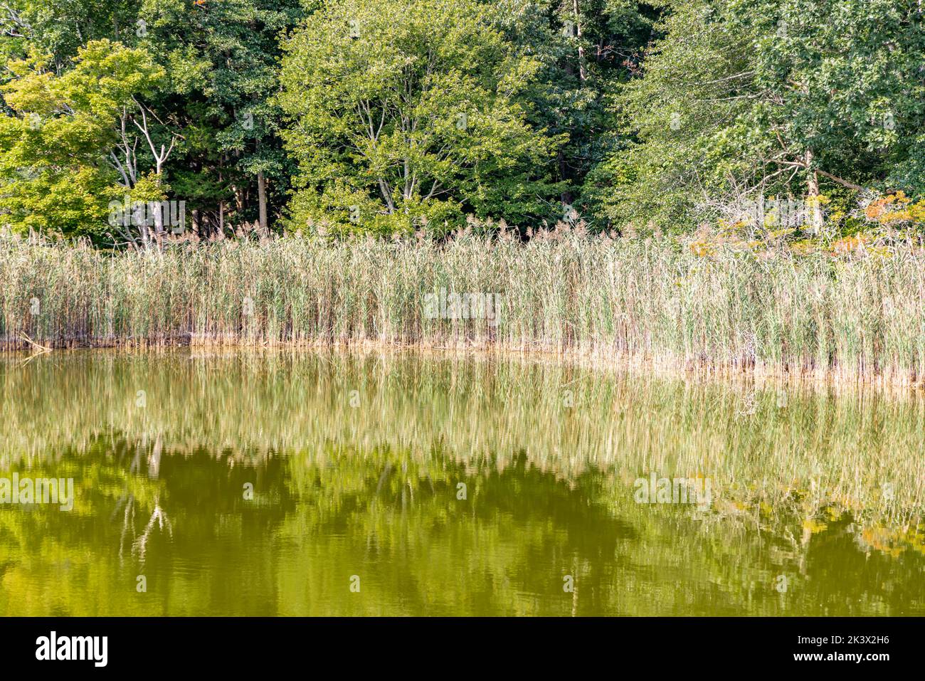 Ryder Pond in North Haven, NY Stock Photo - Alamy