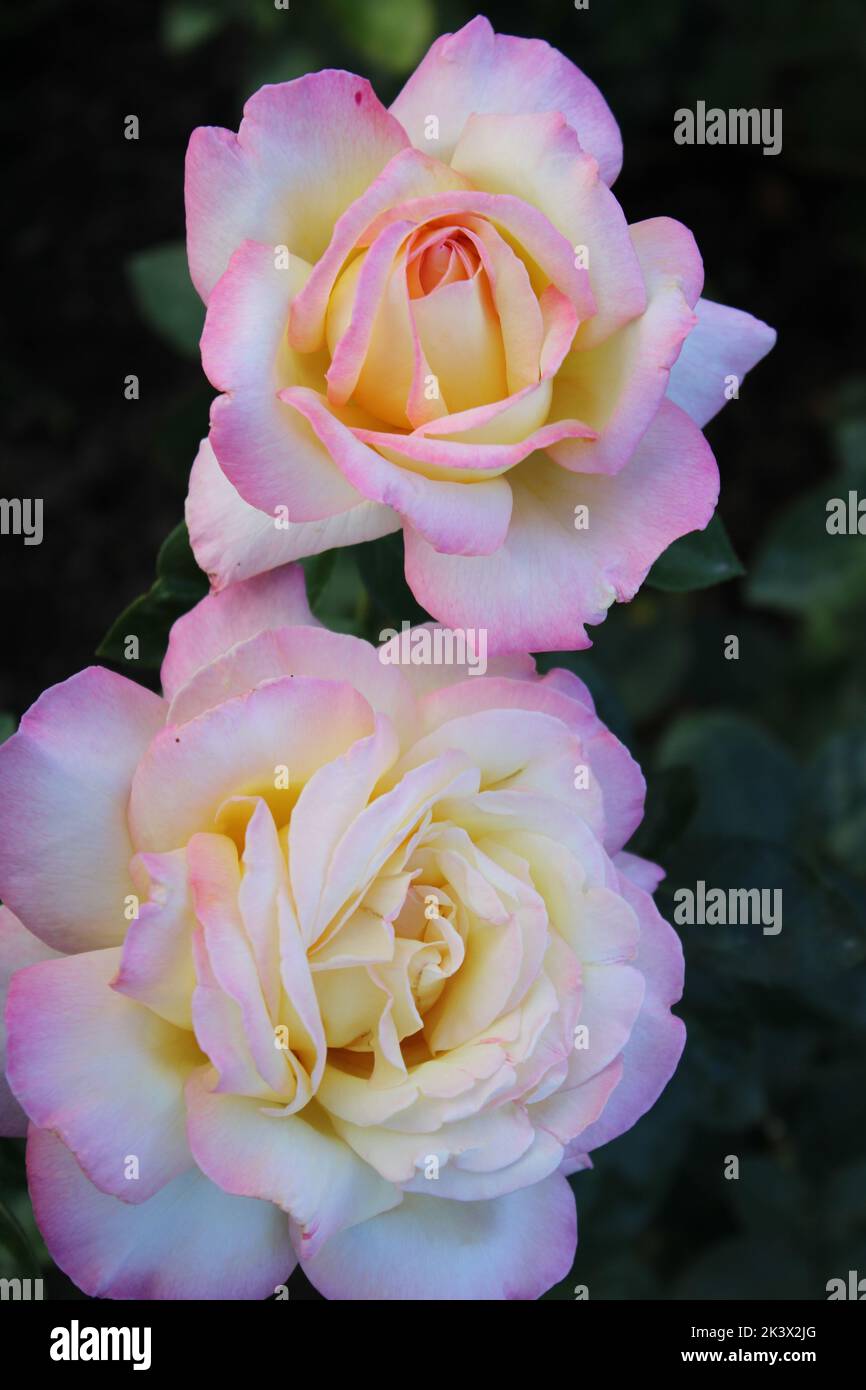 a peaceful public rose garden found in Spokane, Washington hidden away ...