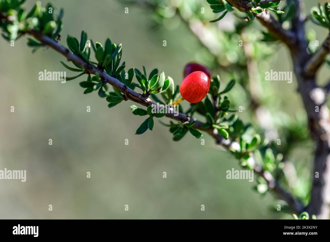 Wild fruits in Calden Forest environement, Piquillin, Condalia ...