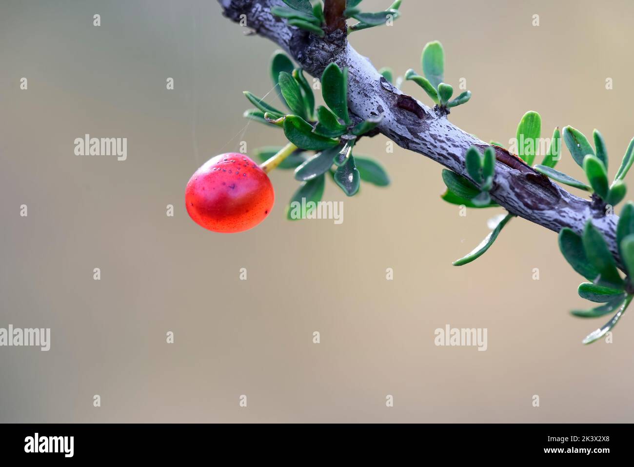 Wild fruits in Calden Forest environement, Piquillin, Condalia ...