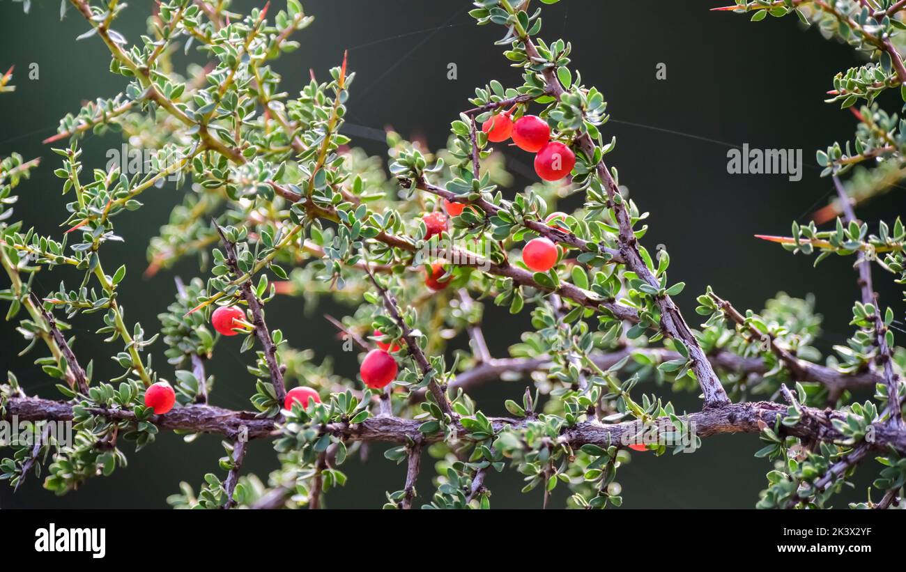 Argentine endemic species hi-res stock photography and images - Alamy