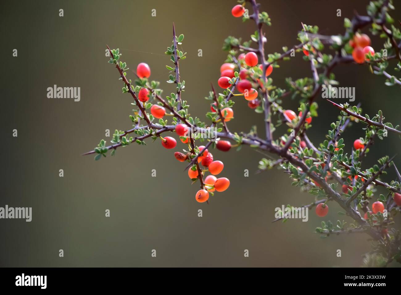 Wild fruits in Calden Forest environement, Piquillin, Condalia ...