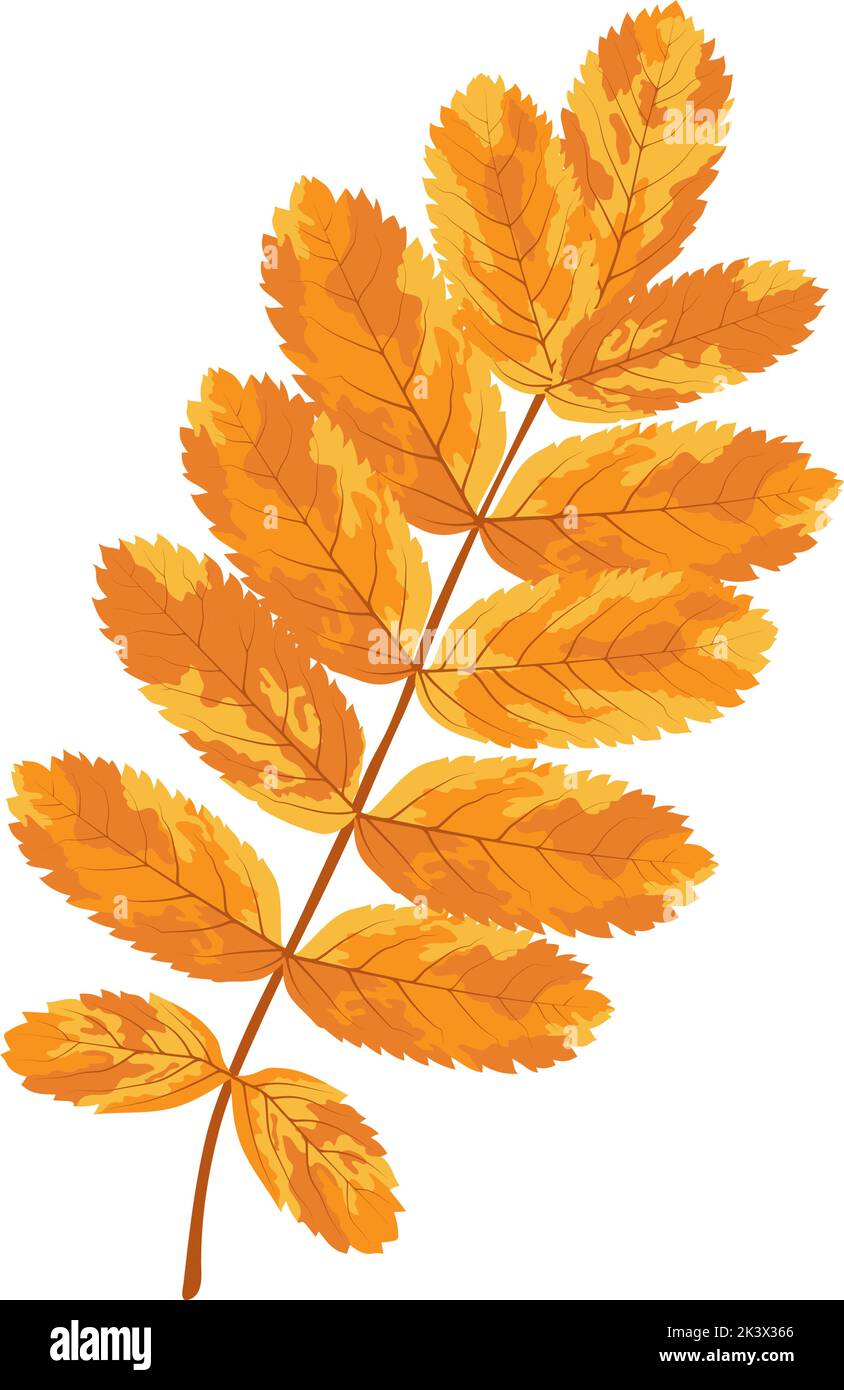 Autumn Rowan leaf. Leaf fall. Vector illustration Stock Vector Image ...