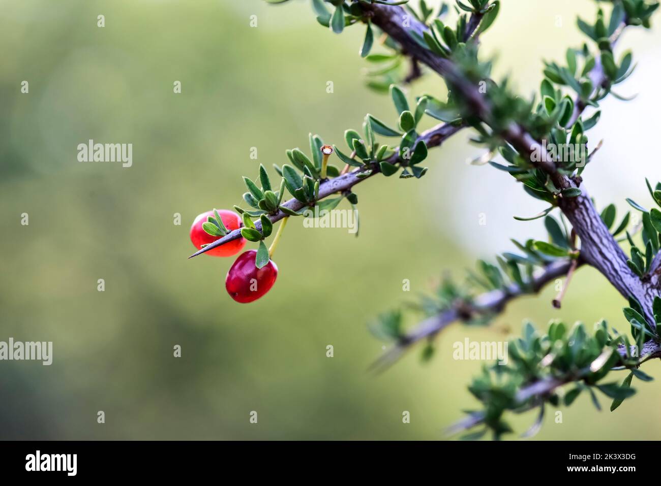 Wild fruits in Calden Forest environement, Piquillin, Condalia ...