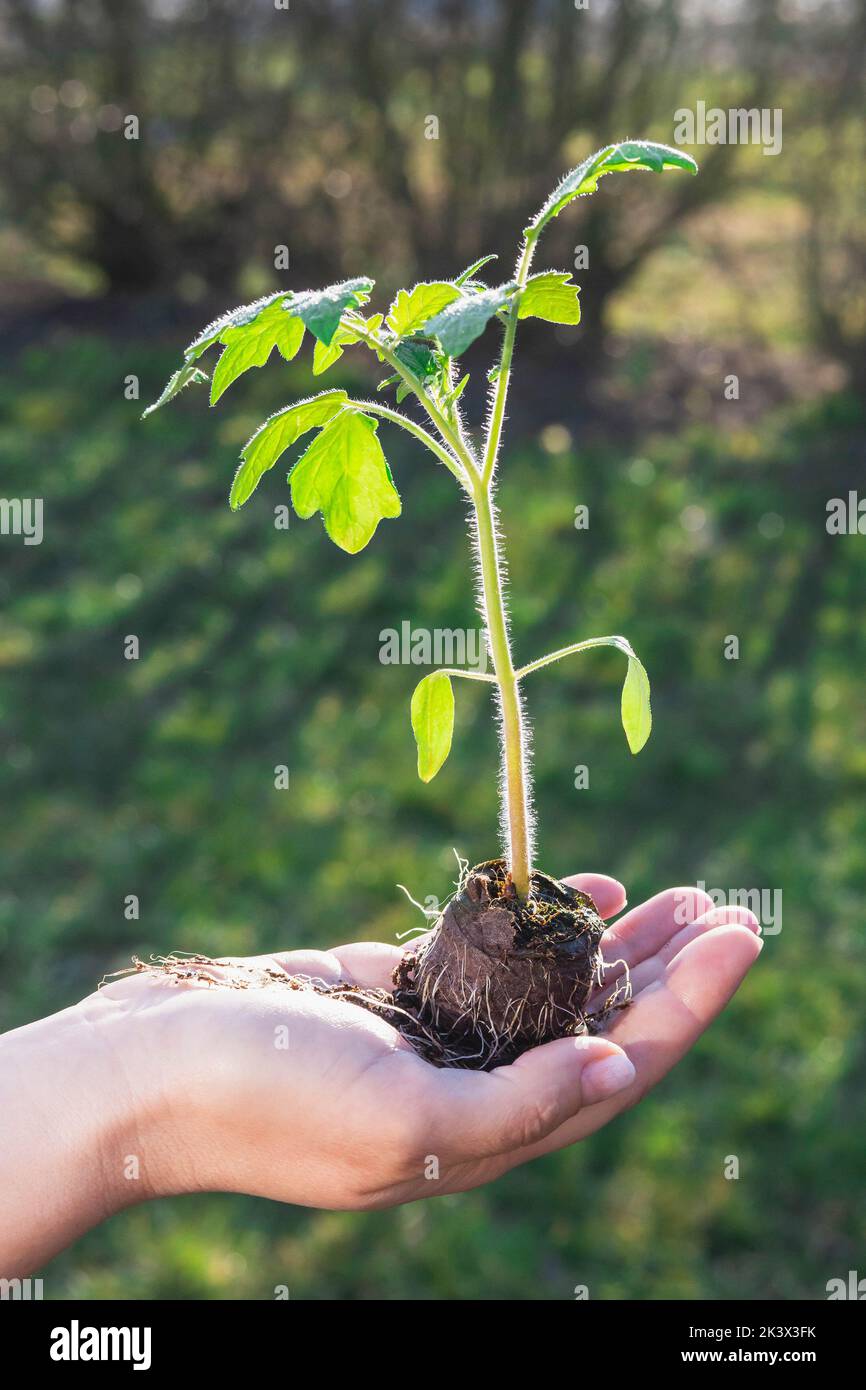 Vegetable seedling garden hand hi-res stock photography and images - Alamy