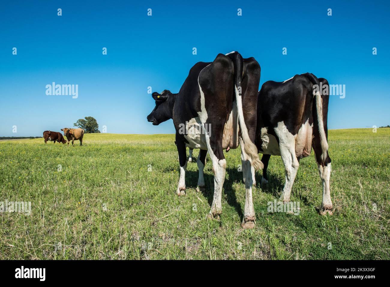 Cows raised with natural pastures, meat production in the Argentine ...