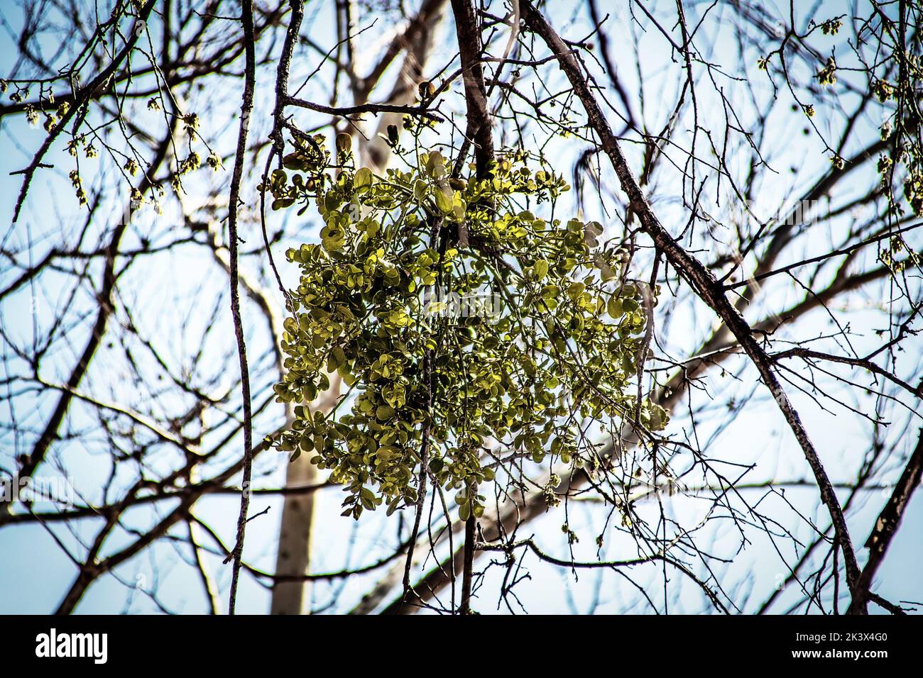 Bunch of parasitic mistletoe on high limb with blurred background of ...