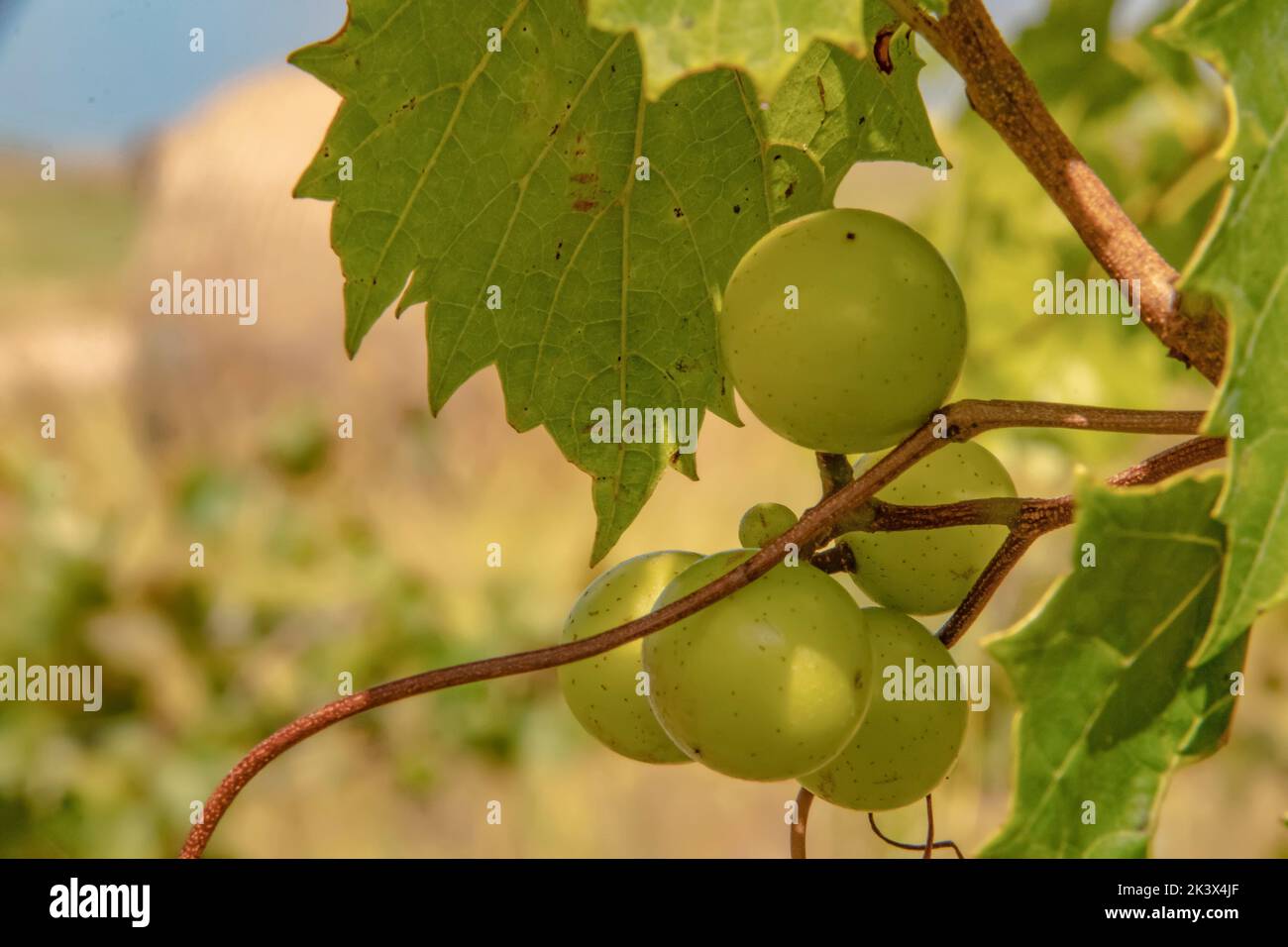 Closeup of green grapes on vine in late summer with blurred vineyard ...