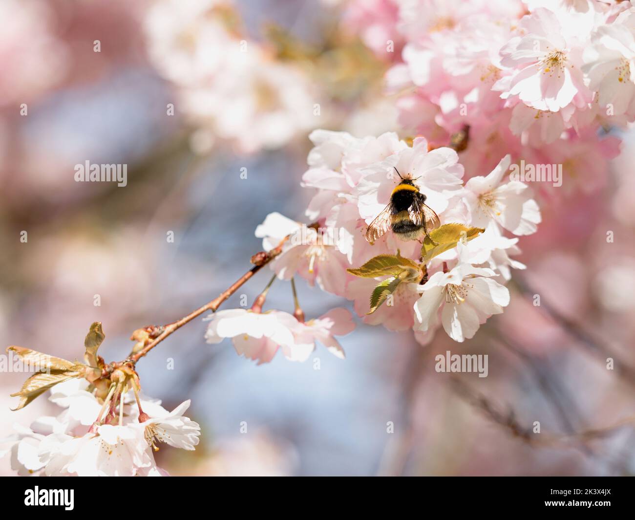 Bumblebee sitting on the the cherry blossom tree branch, light pink ...