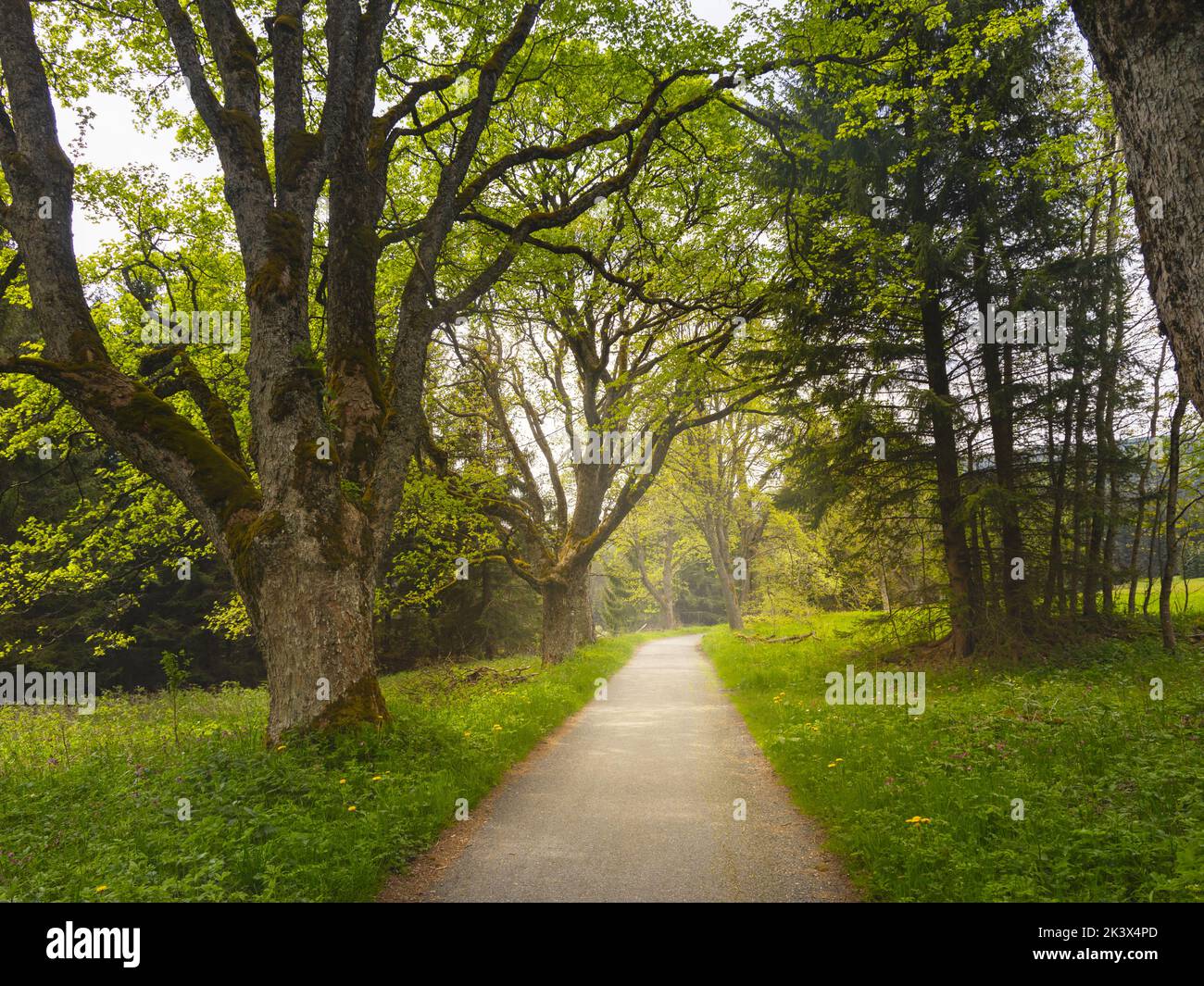 Trail through the spring forest. Path with green trees in the forest or ...