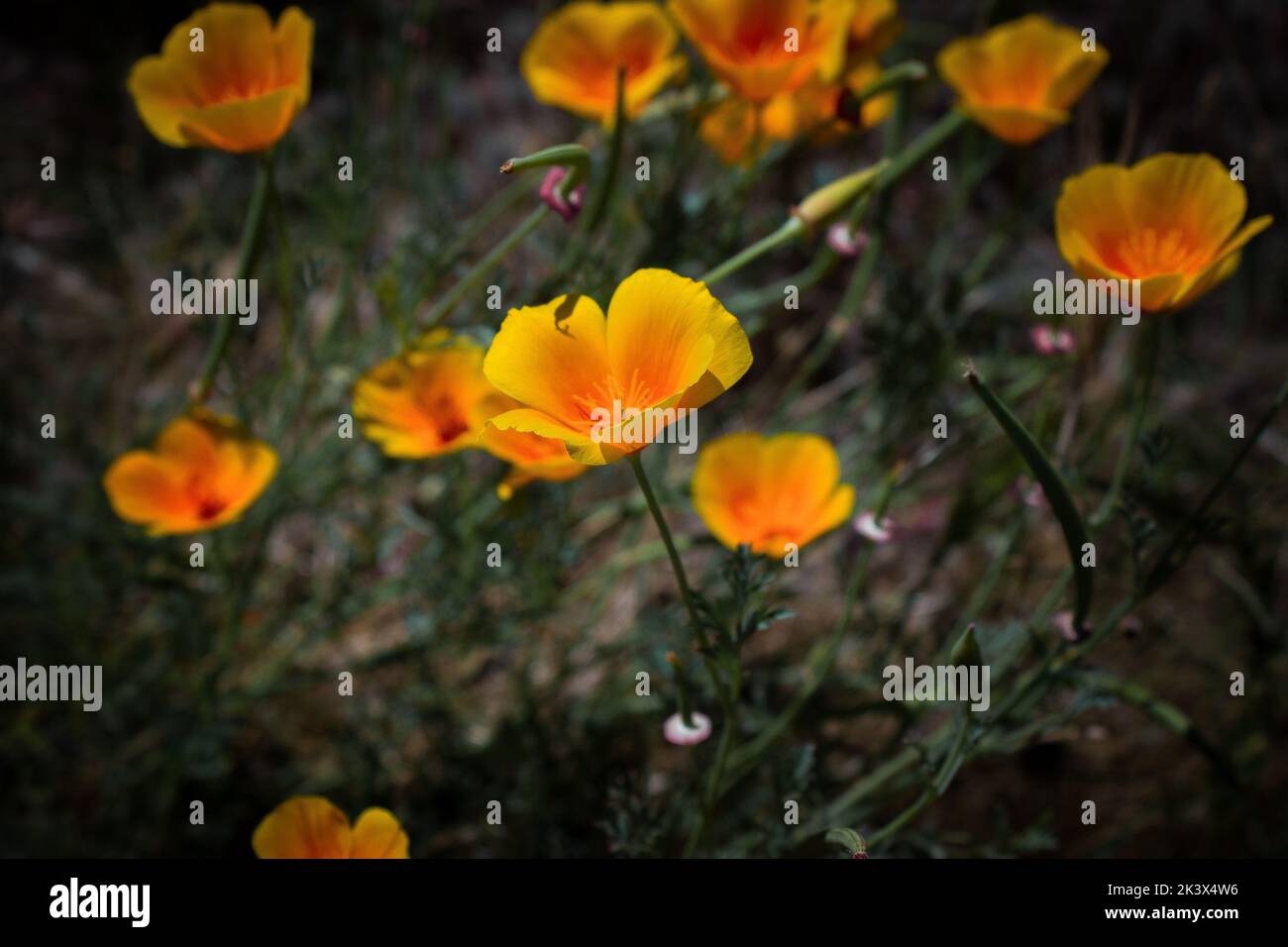 Zoomed in flowers hi-res stock photography and images - Alamy