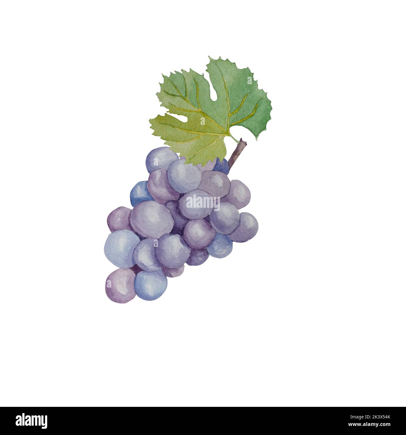 Watercolor illustration of fresh, delicious black grapes and grape leaves. Food and nature ...