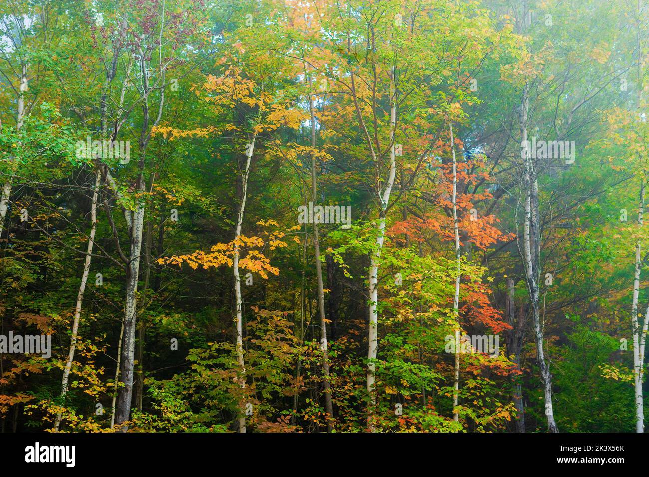 Birch trees during foliage season, Stowe, Vermont, USA Stock Photo - Alamy