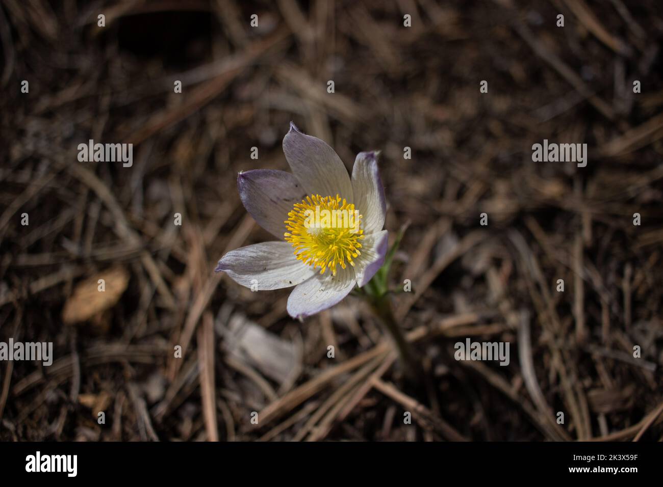 Zoomed in flower hi-res stock photography and images - Alamy