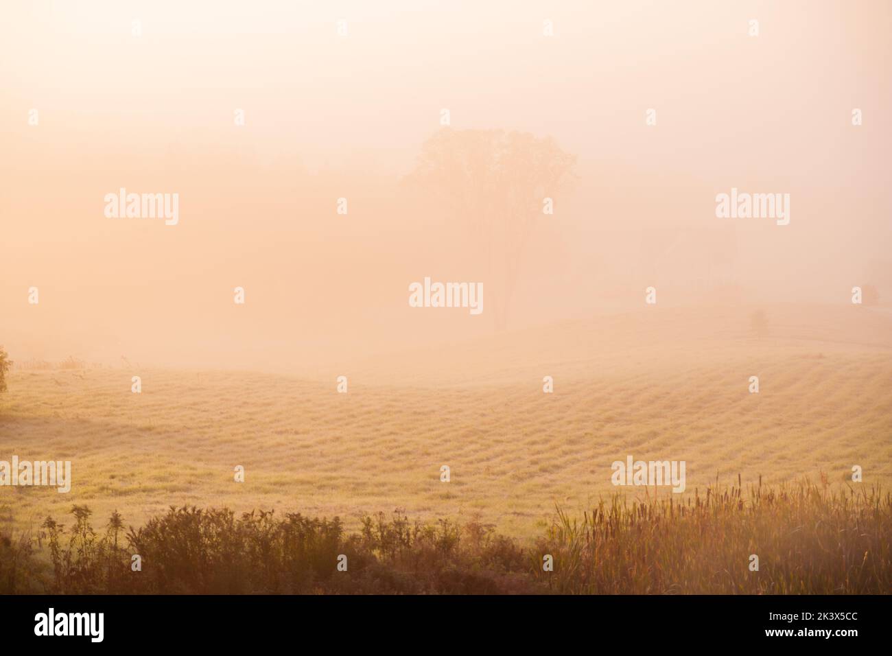 Large tree in an open field on a foggy New England morning Stock Photo ...