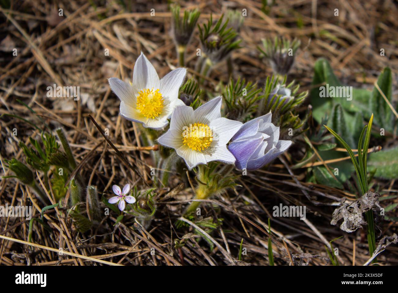 Spring Time Flowers in Colorado Stock Photo - Alamy