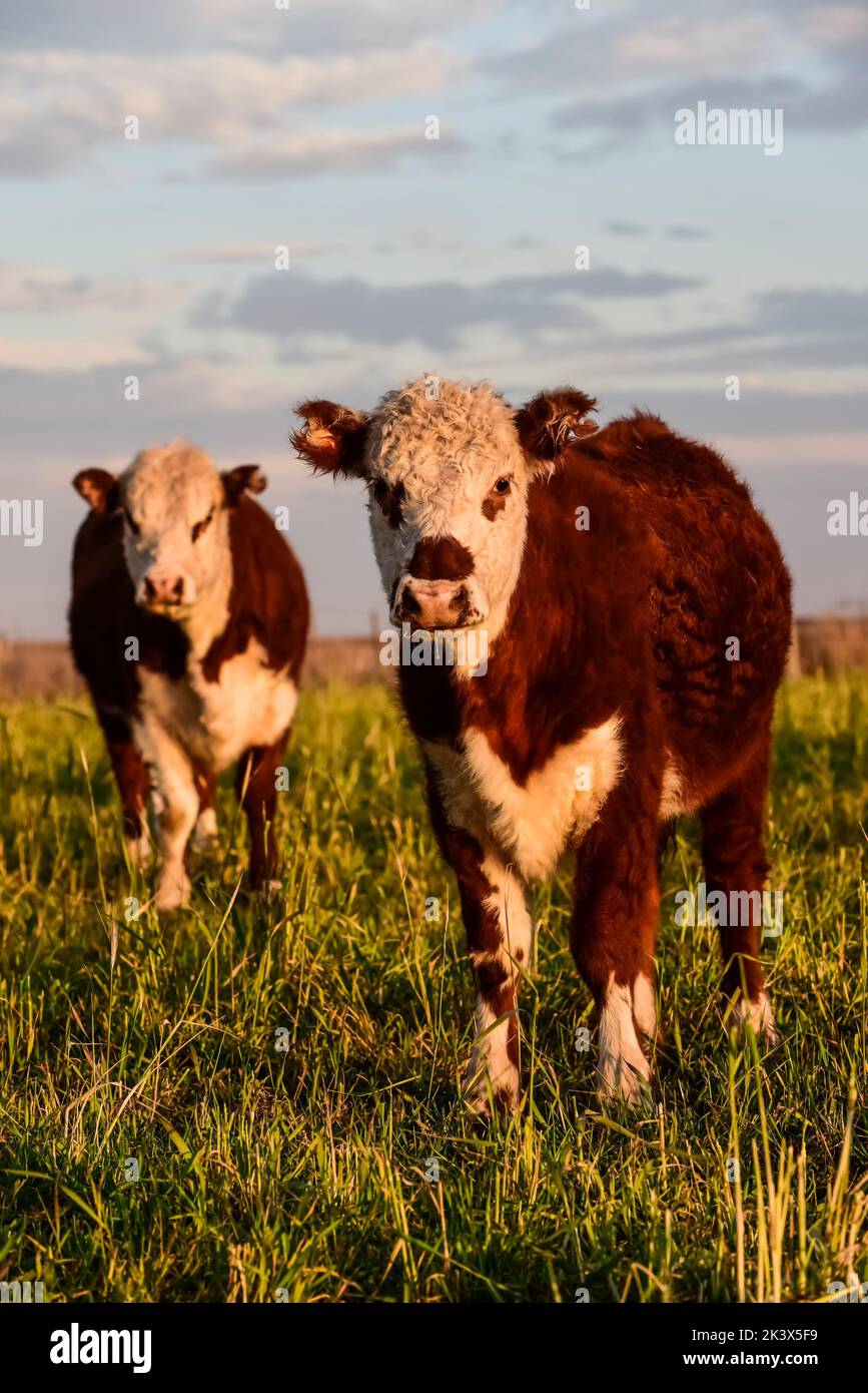 Cows raised with natural pastures, meat production in the Argentine ...