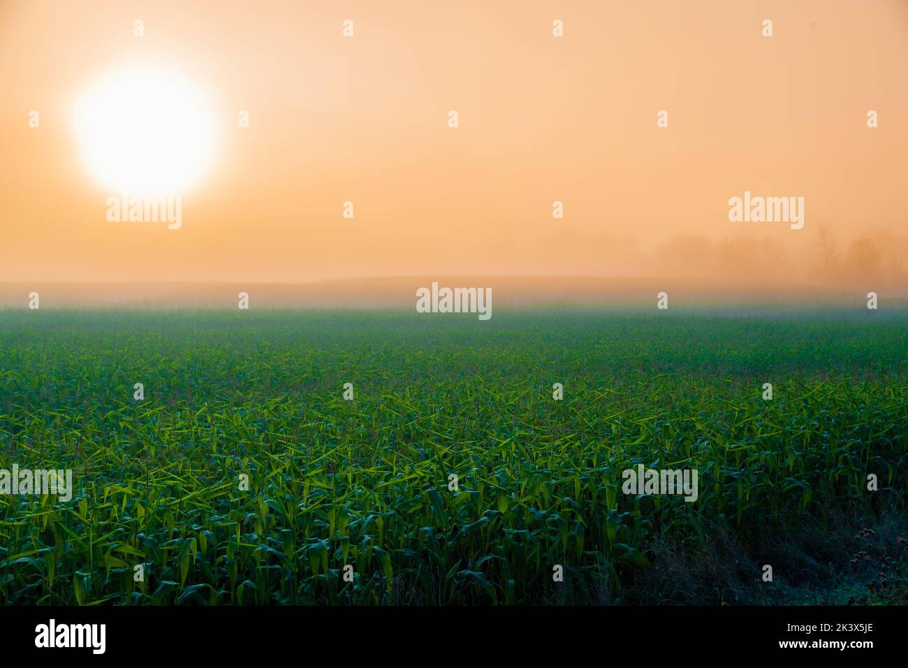 Sunrise over a fog enshrouded cornfield, Stowe, Vermont, USA Stock ...