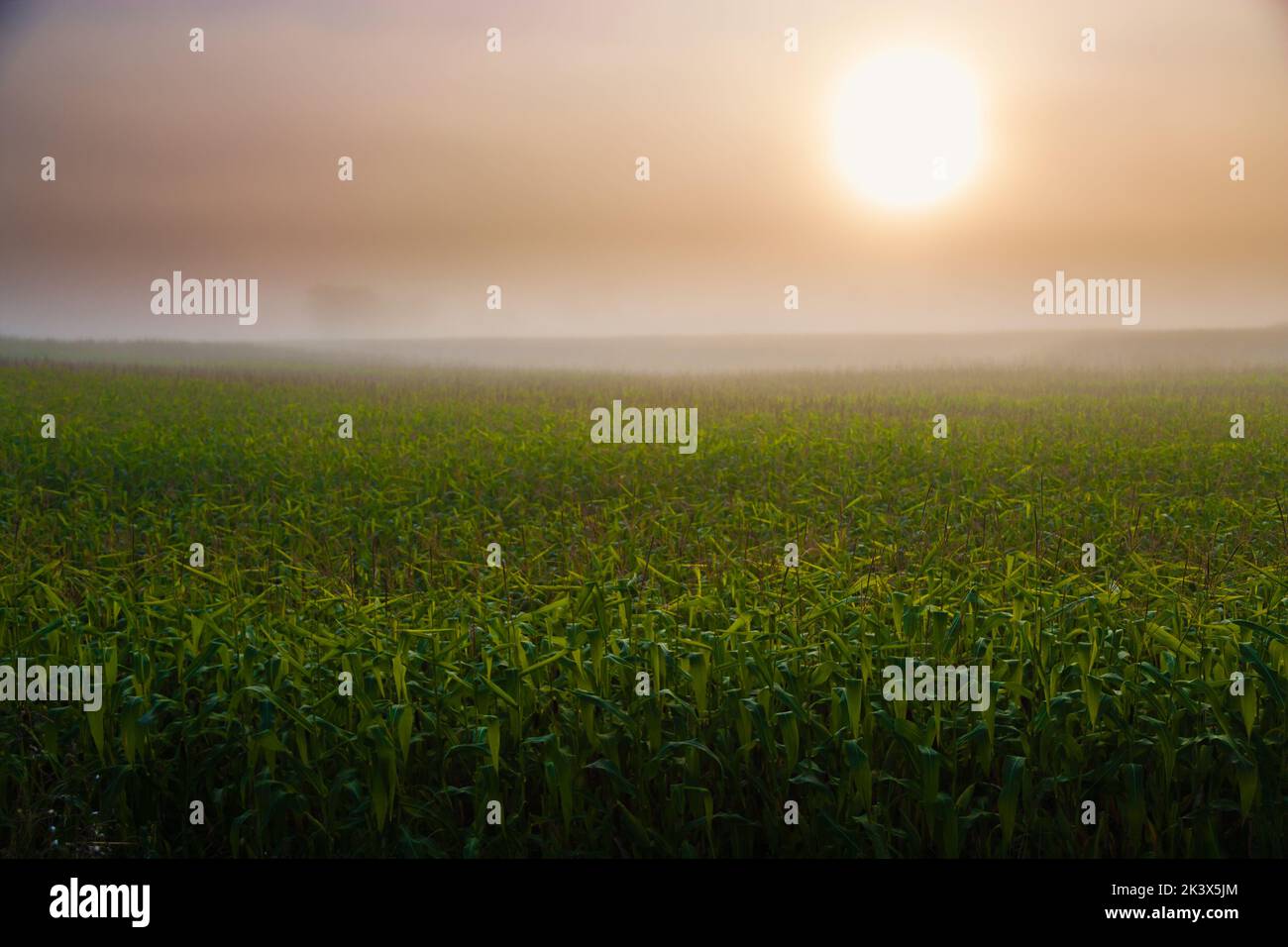 Sunrise over a fog enshrouded cornfield, Stowe, Vermont, USA Stock ...