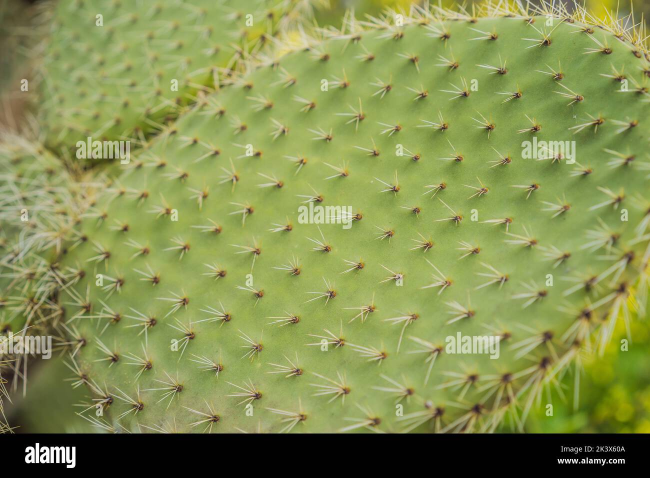 Prickly pear cactus with green fruits on blue sky background. Green ...