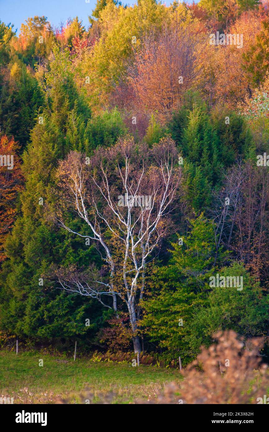 Lone tree standing out during fall foliage, Stowe, Vermont, USA Stock ...