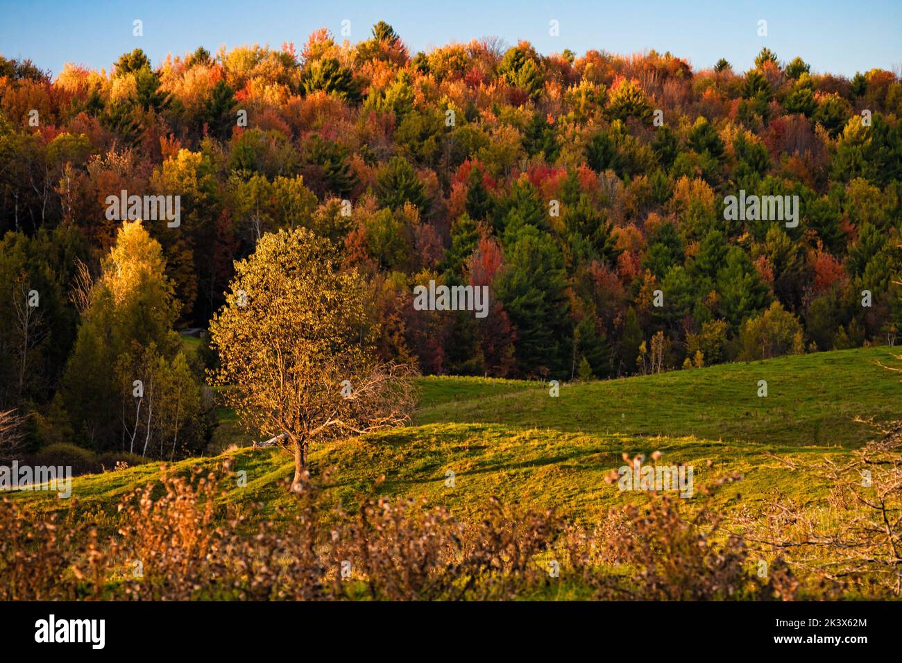 Lone tree standing out during fall foliage, Stowe, Vermont, USA Stock ...