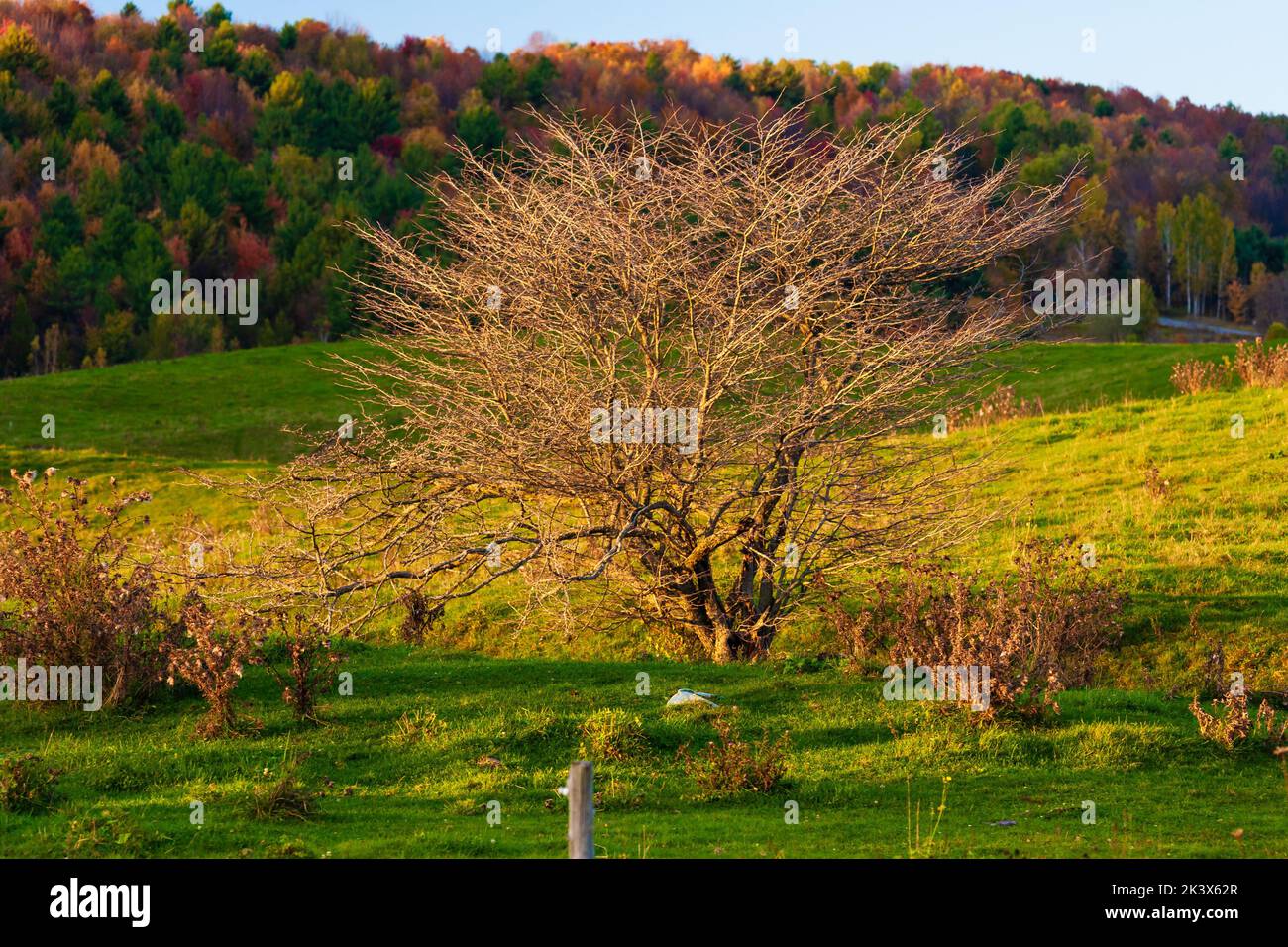 Barren tree in front of fall colored trees in the New England town of ...