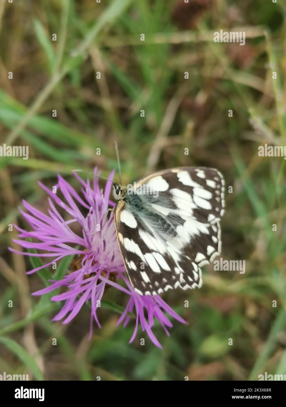 Checkerboard butterfly hi-res stock photography and images - Alamy