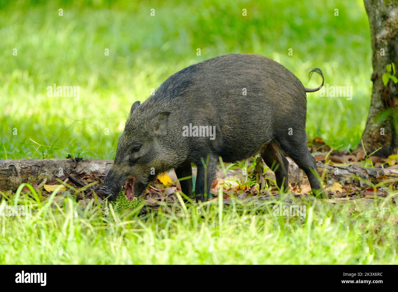 A closeup shot of a wild boar (Sus scrofa) looking for food in the ...