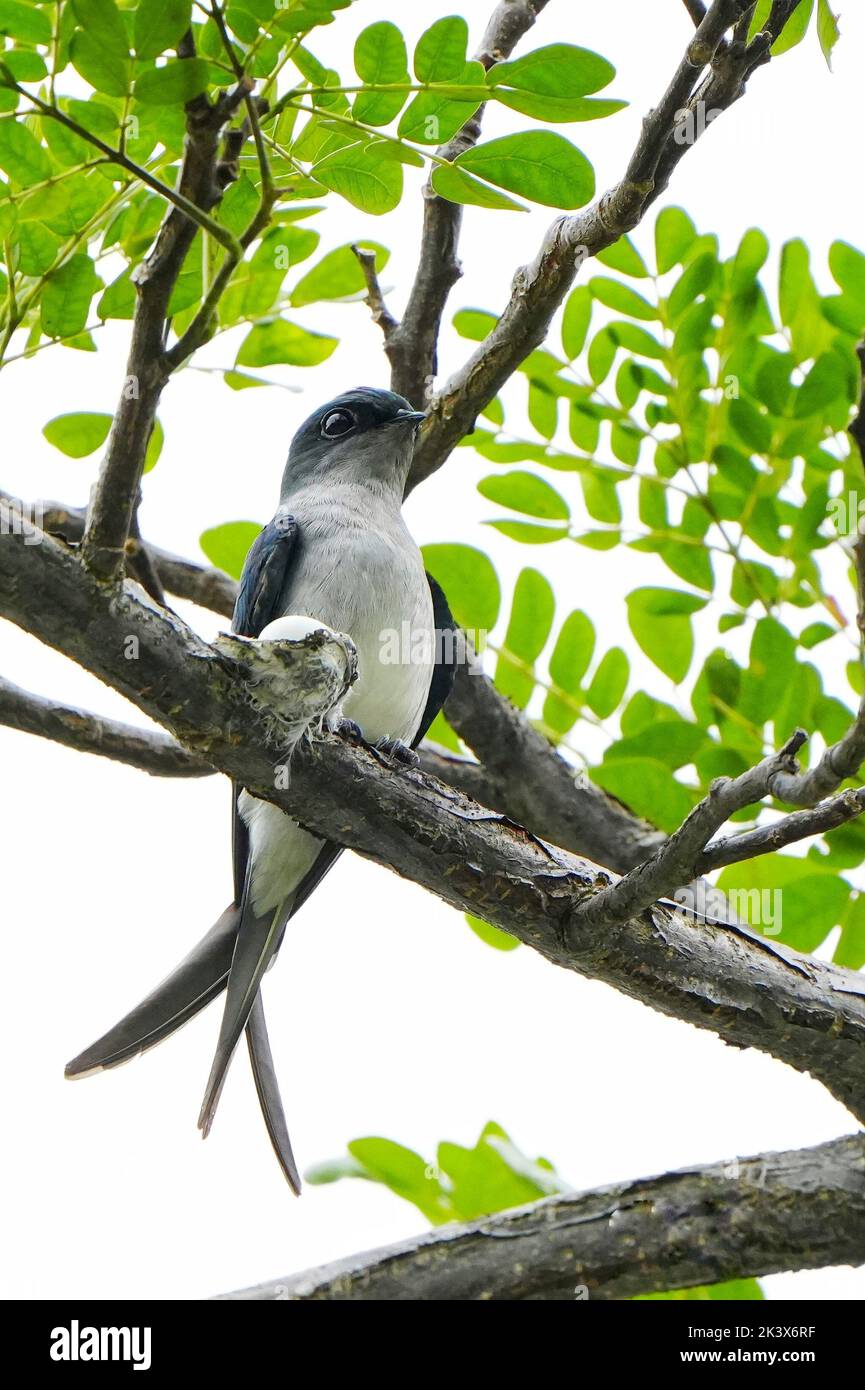 A vertical closeup shot of a grey-rumped treeswift (Hemiprocne ...