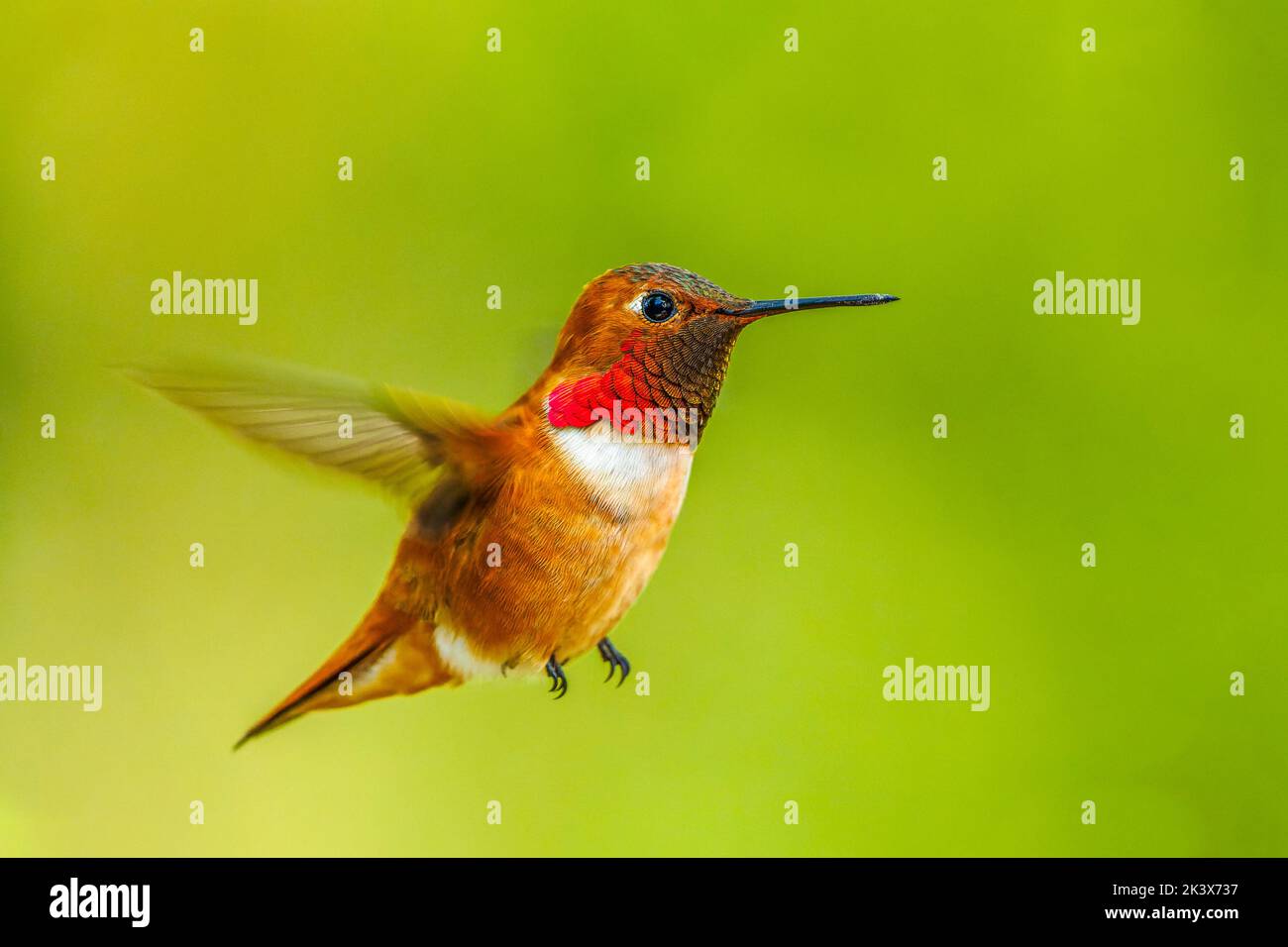 Selasphoris rufus hi-res stock photography and images - Alamy