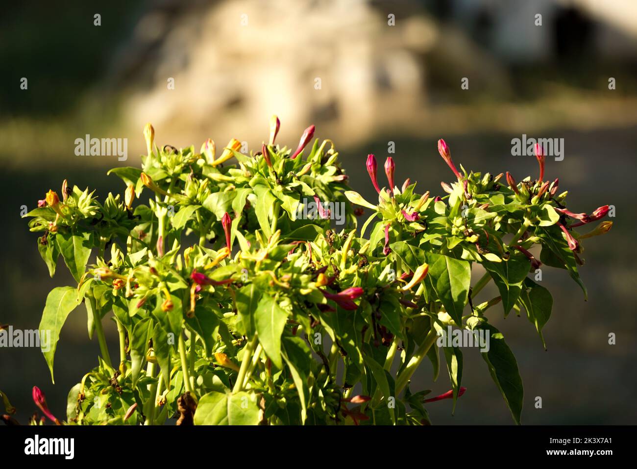 Red white pink mirabilis hi-res stock photography and images - Alamy