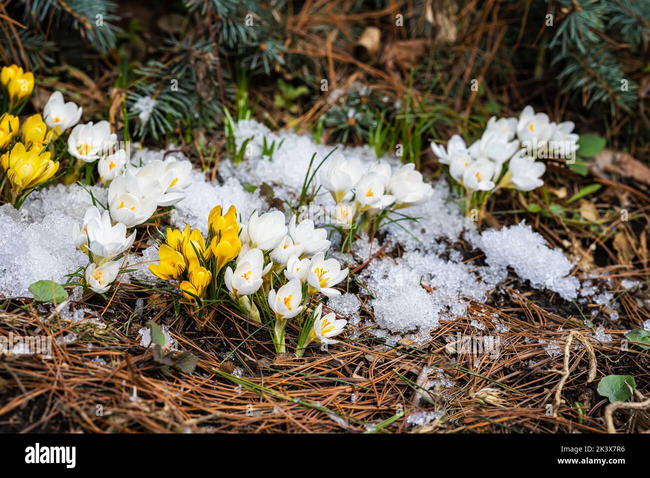 First tender primroses, wild crocuses in snow. Concept of spring plants ...