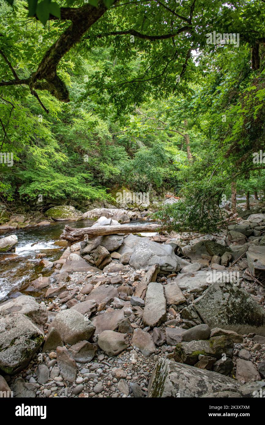 A nature landscape of river flowing through a scenic deciduous forest ...