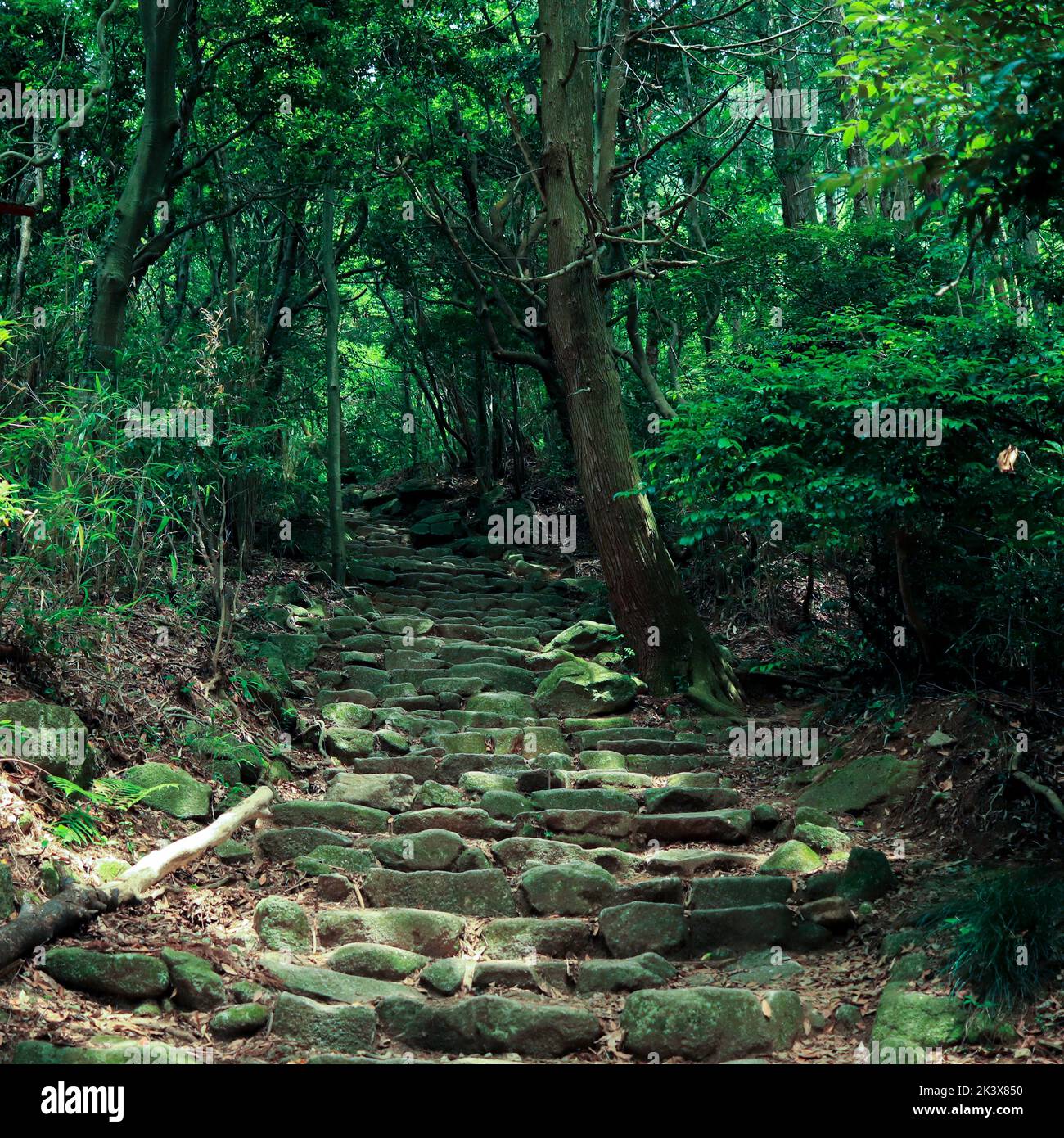 A stone stairway through a magical green forest Stock Photo - Alamy