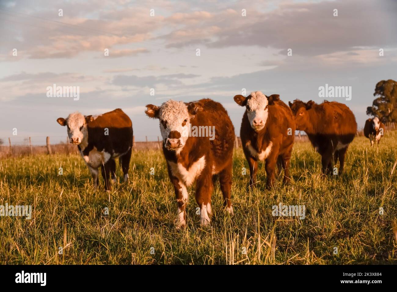 Cows raised with natural pastures, meat production in the Argentine ...