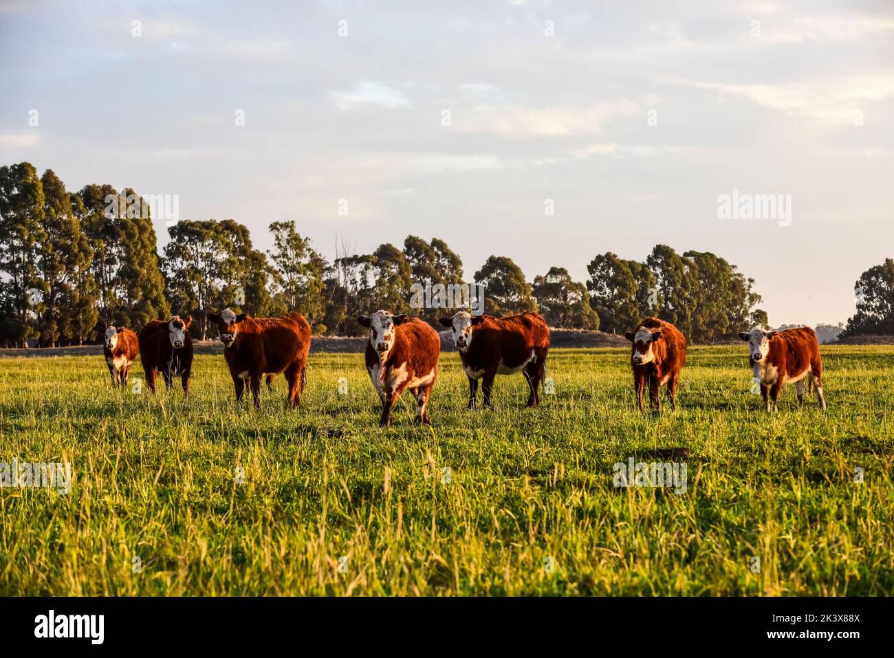 Cows raised with natural pastures, meat production in the Argentine ...