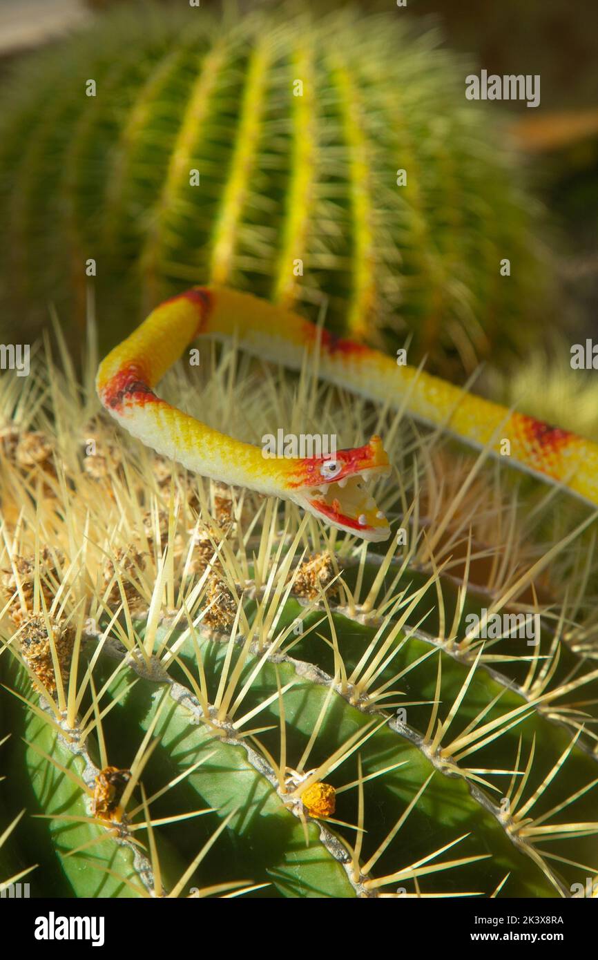 Snake cactus hi-res stock photography and images - Alamy