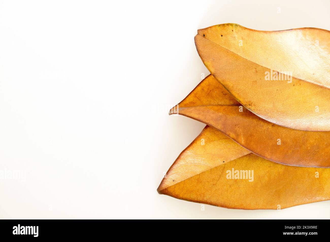 Magnolia grandiflora autumn leaf isolated white background. Autumn leaf ...