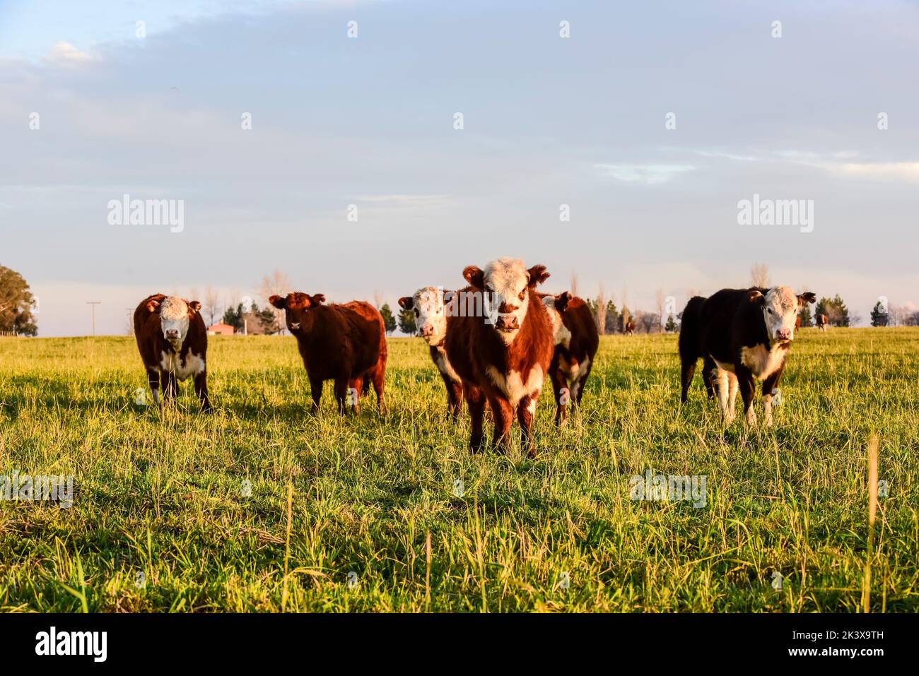 Calf feed beef hi-res stock photography and images - Alamy