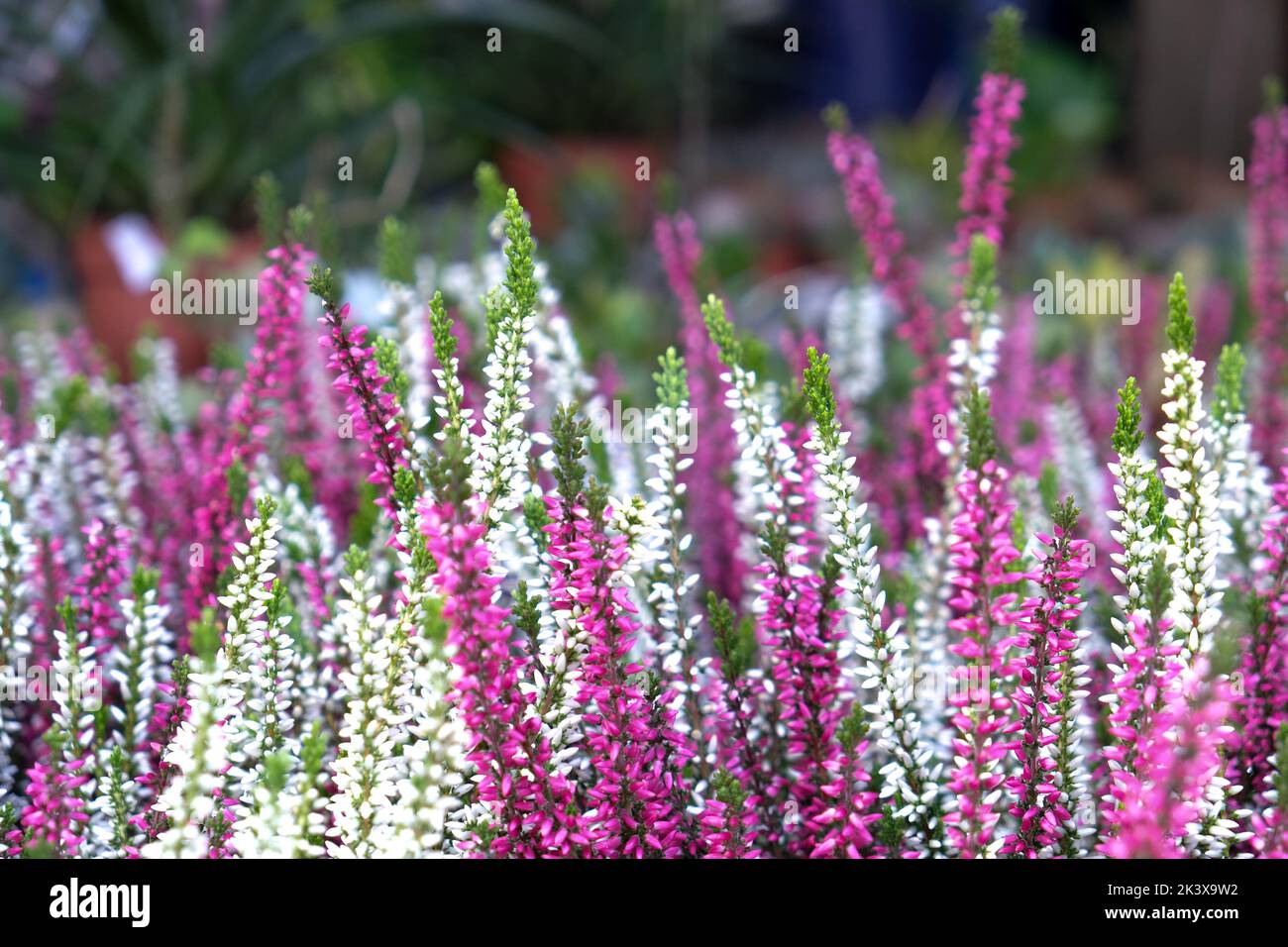 Pink white heather ling flower background Stock Photo - Alamy