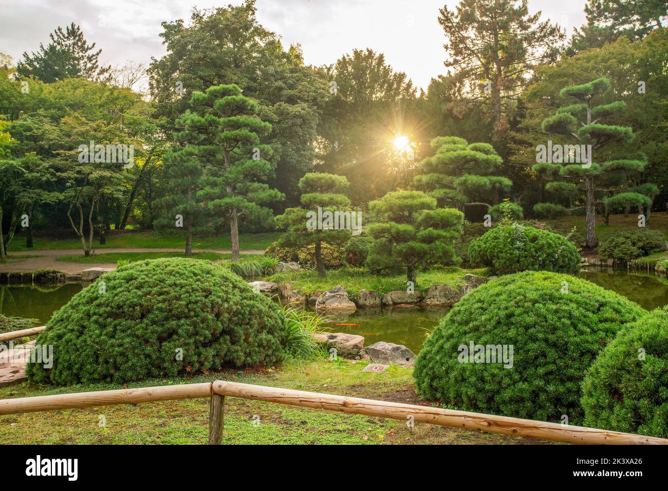 Japanese garden in Dusseldorf (Nordpark) topiary pine trees and sunbeams - yellow sunset! Carp ...