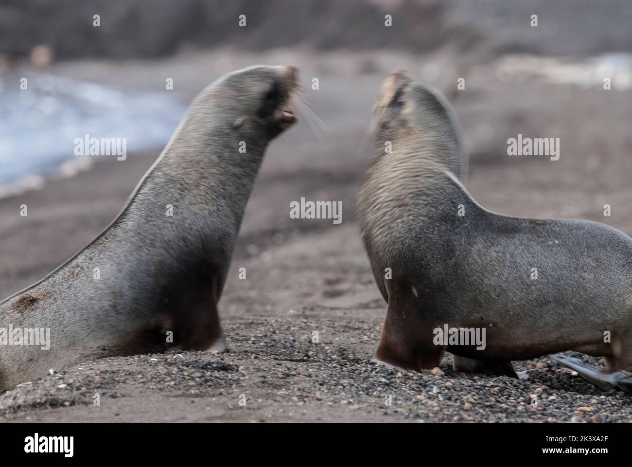 Sea lions, Peninsula Valdes, Patagonia, Argentina Stock Photo - Alamy