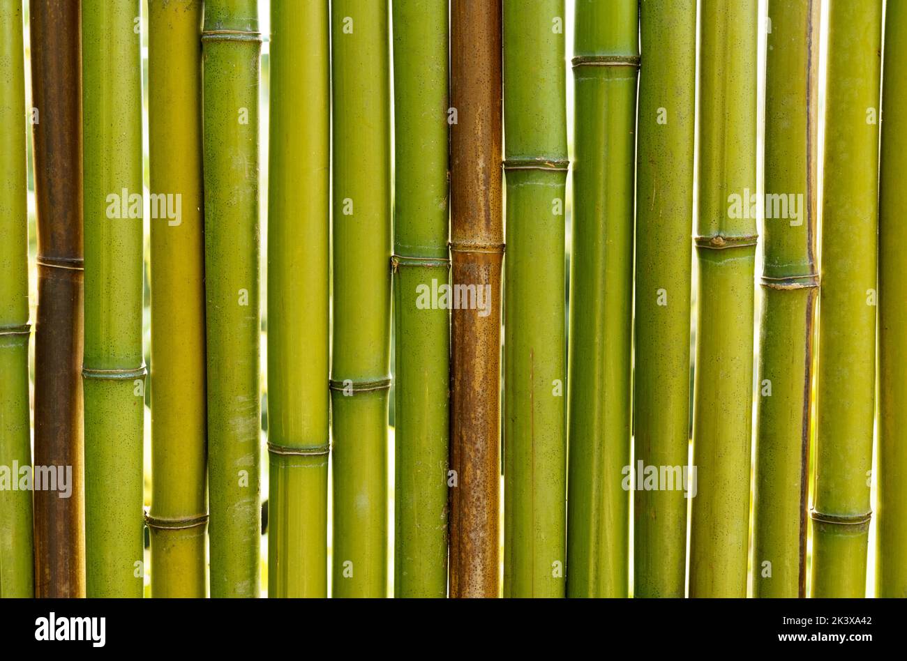 Green bamboo wall texture background. Close-up. Backgrounds and ...