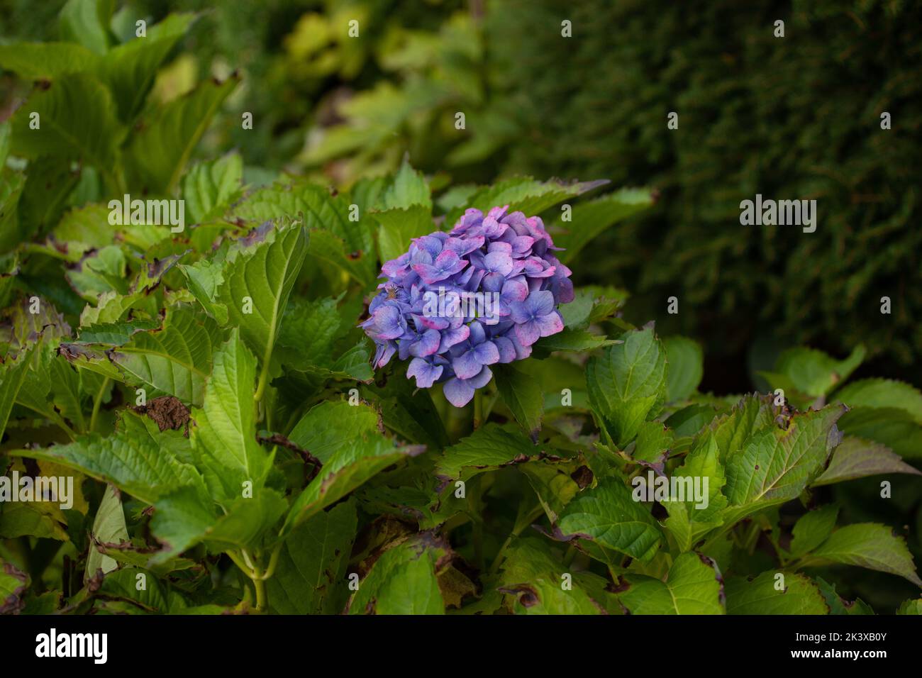 A purple blue hydrangea is blooming in the garden in early fall. The ...