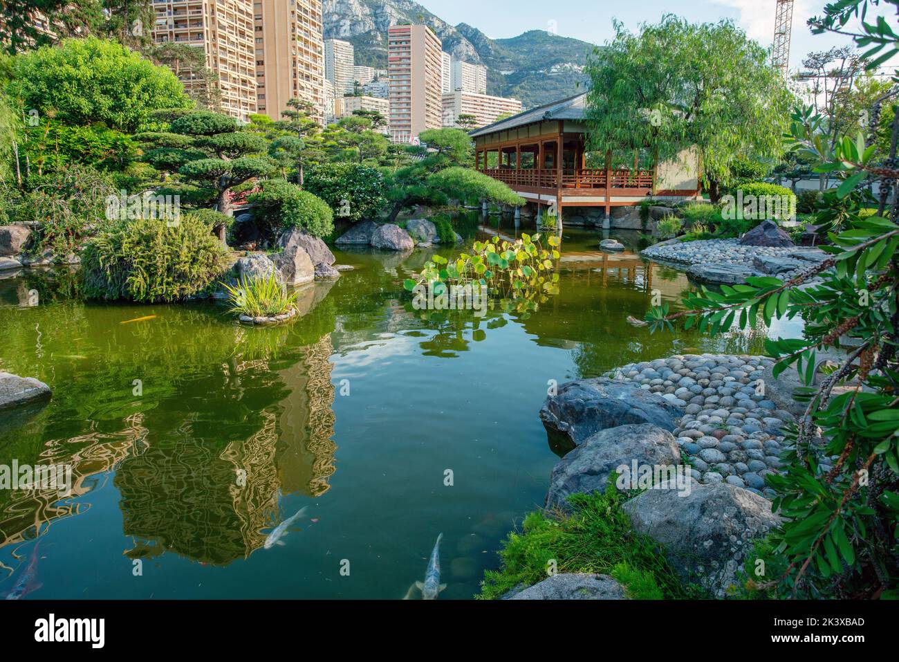 Amazing view japanese garden in Monaco. Carp KOI swimming and wooden pavilion. Topiary pine ...