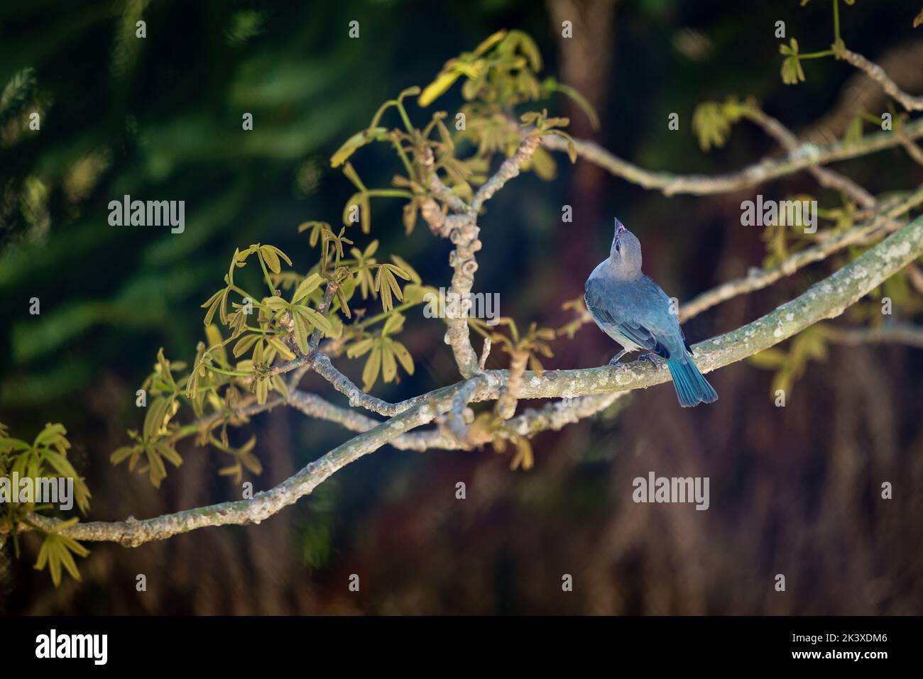 Sayaca tanager blue bird looking up on a tree in Minas Gerais, Brazil ...