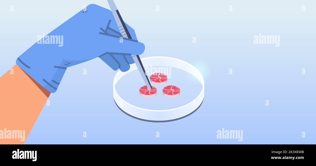 scientist hands holding cultured red raw meat made from animal cells ...