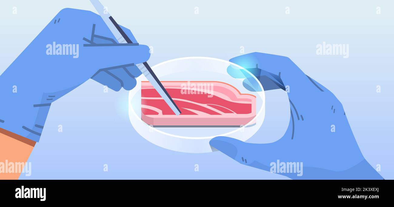scientist hands holding cultured red raw meat made from animal cells ...